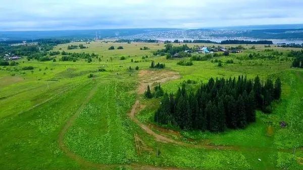 Aerial view of the green grass meadow with pine trees