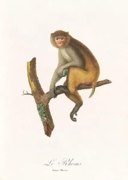 Antique monkey illustration Our beautiful Wall Art and Photo Gifts ...
