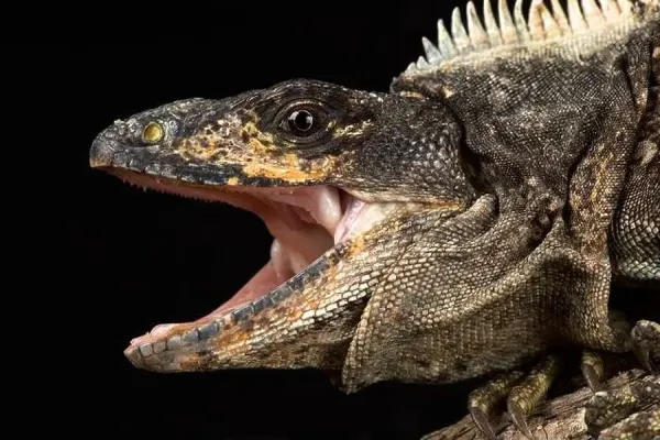 Ctenosaura Similis Stock Photo Of Spiny Iguanas Mating (Ctenosaura