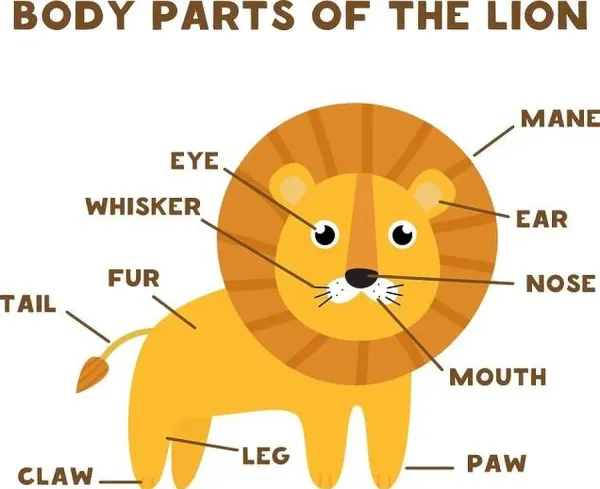 Cat Body Parts For Kids