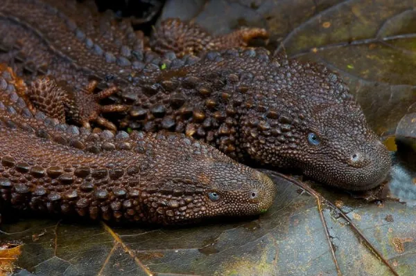 Earless monitor lizard pair / Lanthanotus borneensis The