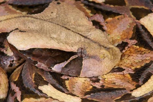 Gaboon viper / Bitis gabonica The Gaboon viper is a highly