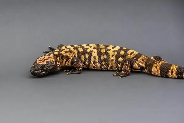 Gila Monster Arizona