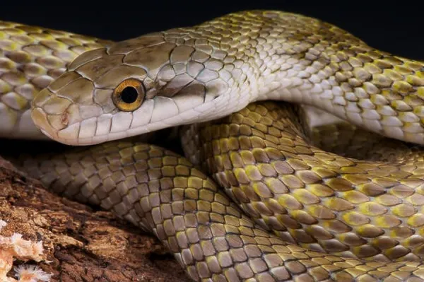 Japanese rat snake / Elaphe climacophora The Japanese rat