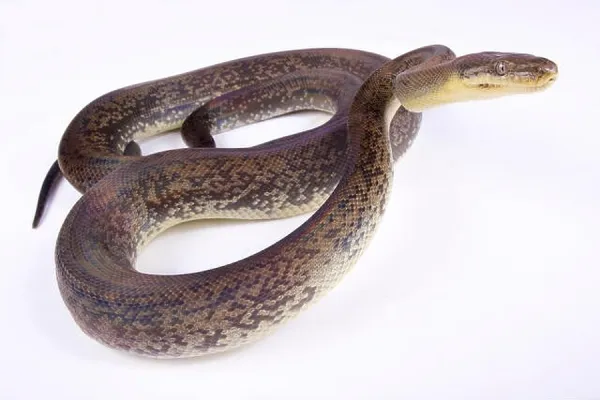 Macklots python, Liasis mackloti Our beautiful Wall Art and Photo Gifts ...