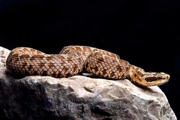 Siberian pit viper, Gloydius halys Our beautiful Wall Art and Photo ...
