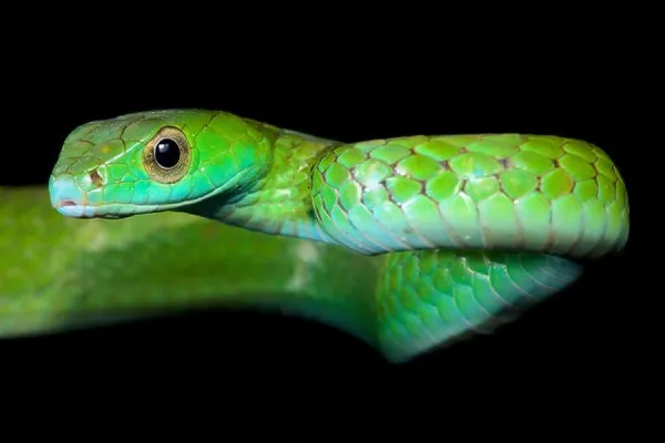 Smooth machete snake, Chironius scurrulus Our beautiful Wall Art and ...