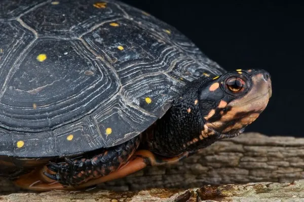 Spotted turtle / Clemmys guttata Our beautiful Wall Art and Photo Gifts ...