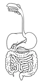 Digestive Tract Art Prints, Posters & Puzzles