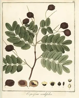 All Images Art Prints, Posters & Puzzles